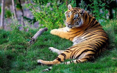 Bengal Tiger