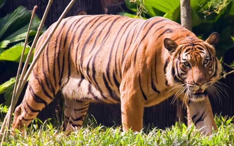 Malayan Tiger
