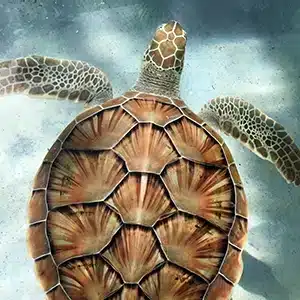 Animals Guide - Tiger Facts and Information