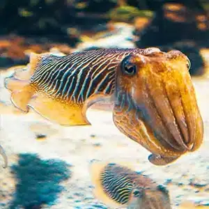 Animals Guide - Tiger Facts and Information