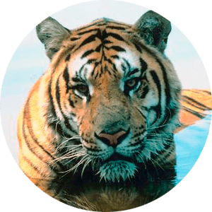 Tigre Información y Características