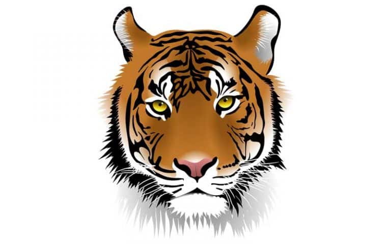 Tiger Facts for Kids